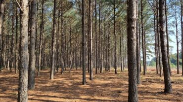 A importância do Pinus spp. no Brasil: adaptação e expansão