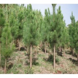 Quais são os tipos de Pinus presentes no Brasil?