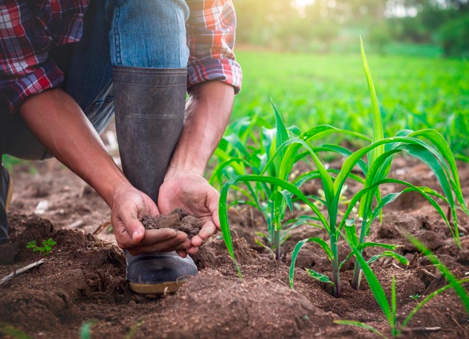 Pedologia ajuda a manter os solos saudáveis e produtivos